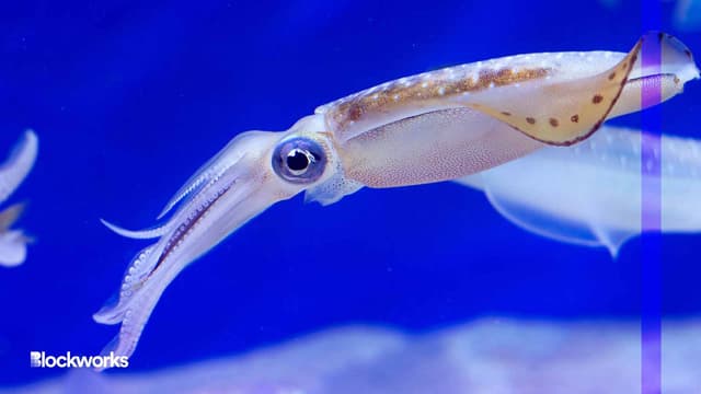 Cross-chain transactions in just 2 seconds? Squid says it’s possible ...